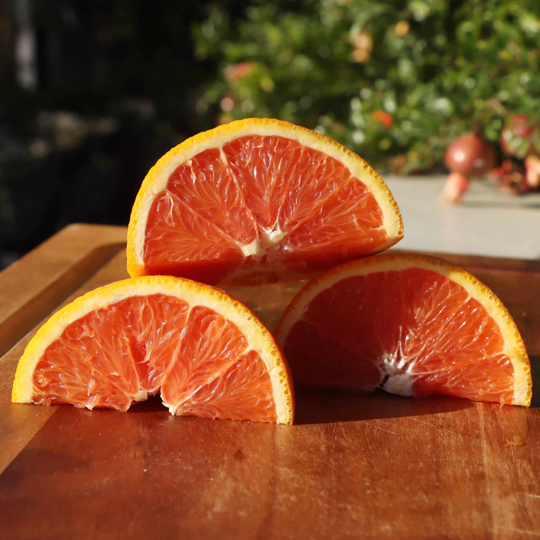 Cara Cara Orange Tree - 5 gal Standard - ~3ft tall & ~1/4" trunk ...