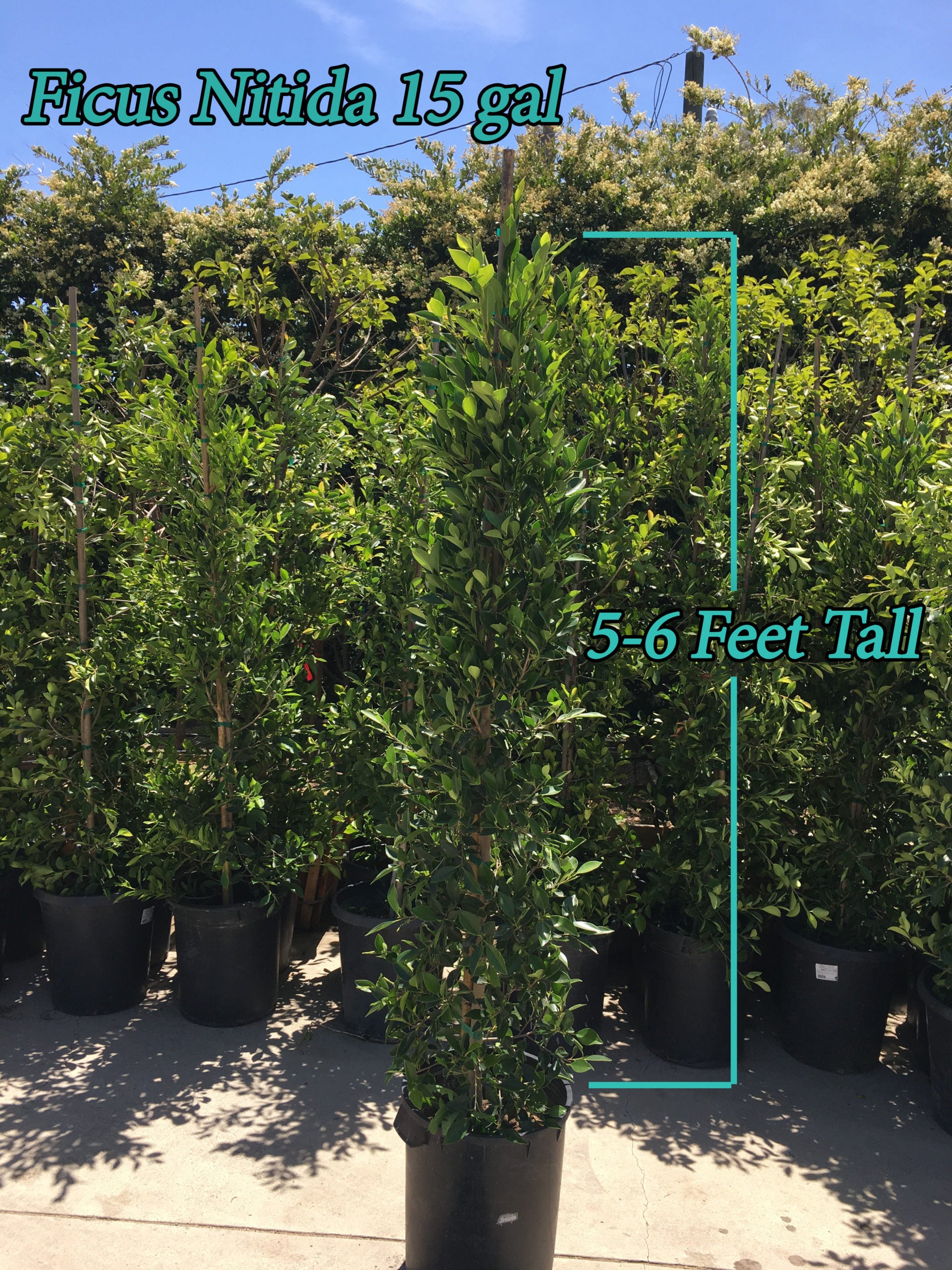 Ficus Nitida - Ficus 'Indian Laurel' - #15 - 5-6 Ft Tall and 1.5 Ft ...
