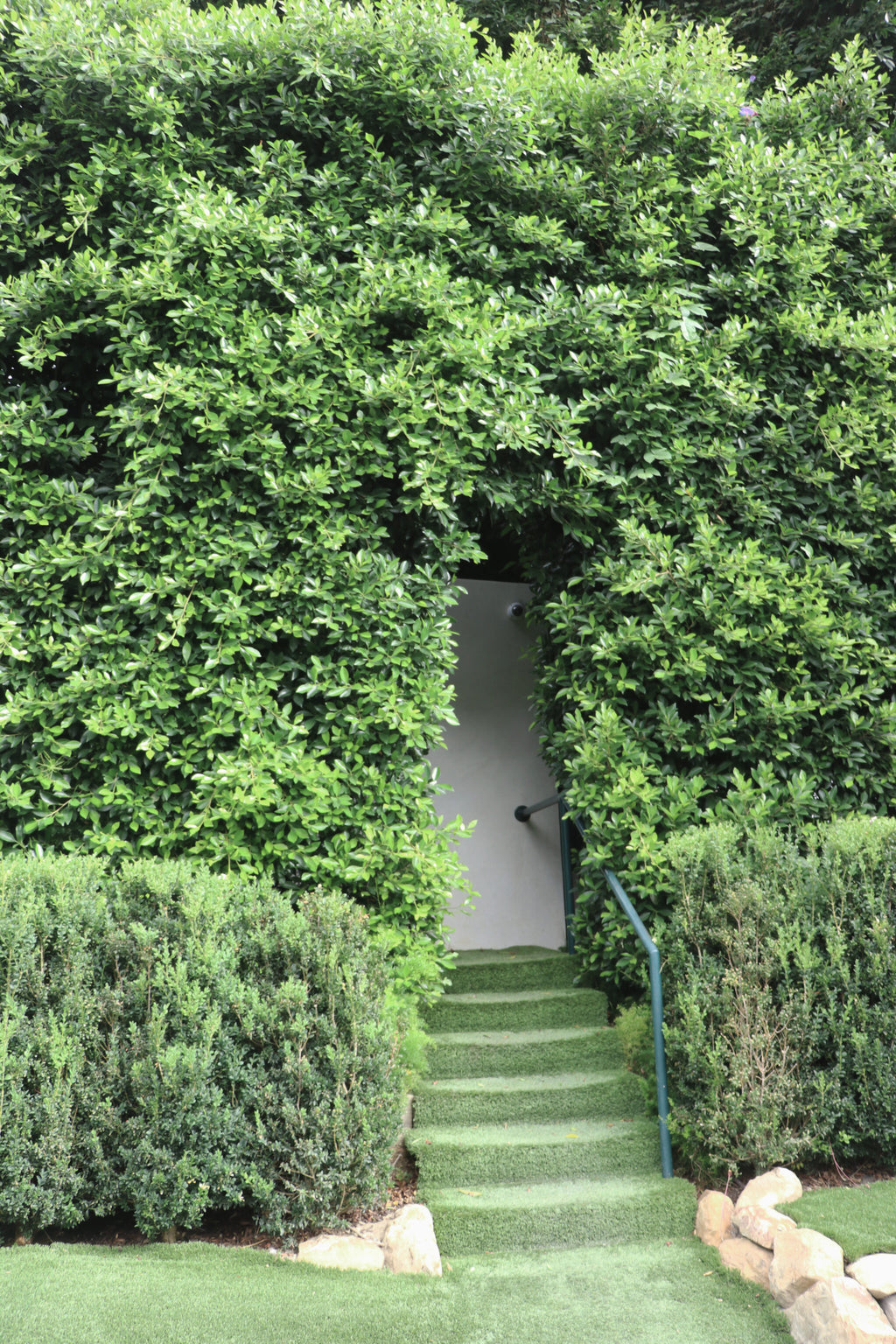 Ficus Nitida - Ficus 'Indian Laurel' - #15 - 5-6 Ft Tall and 1.5 Ft ...