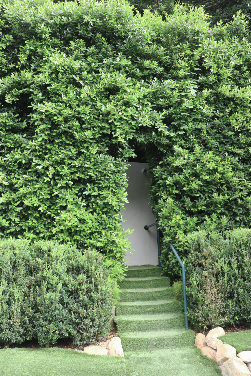 Ficus Nitida - Ficus 'Indian Laurel' - #15 - 5-6 Ft Tall and 1.5 Ft ...