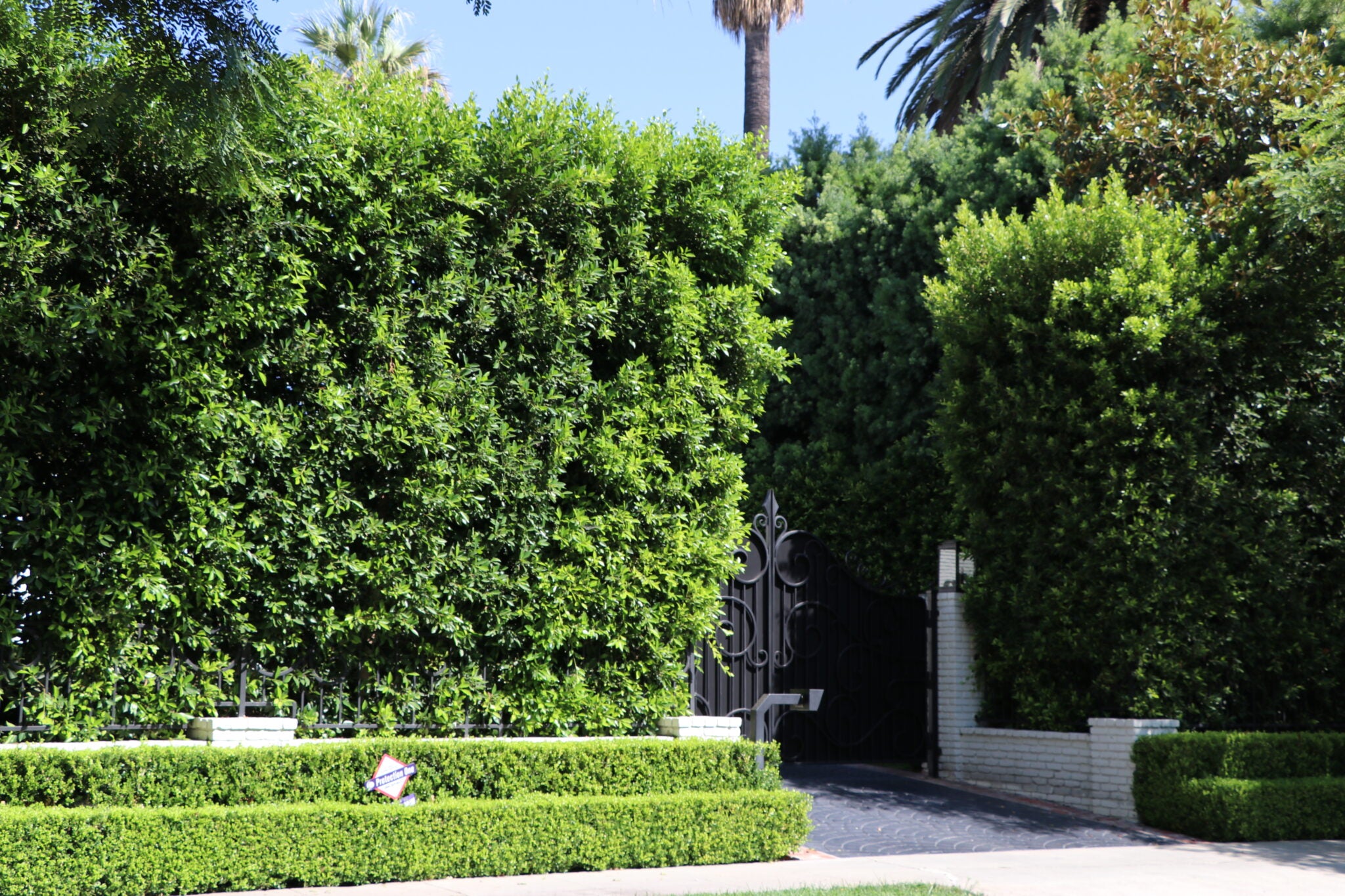 Ficus Nitida - Ficus 'Indian Laurel' - #15 - 5 Ft Tall and 2 Ft Wide ...