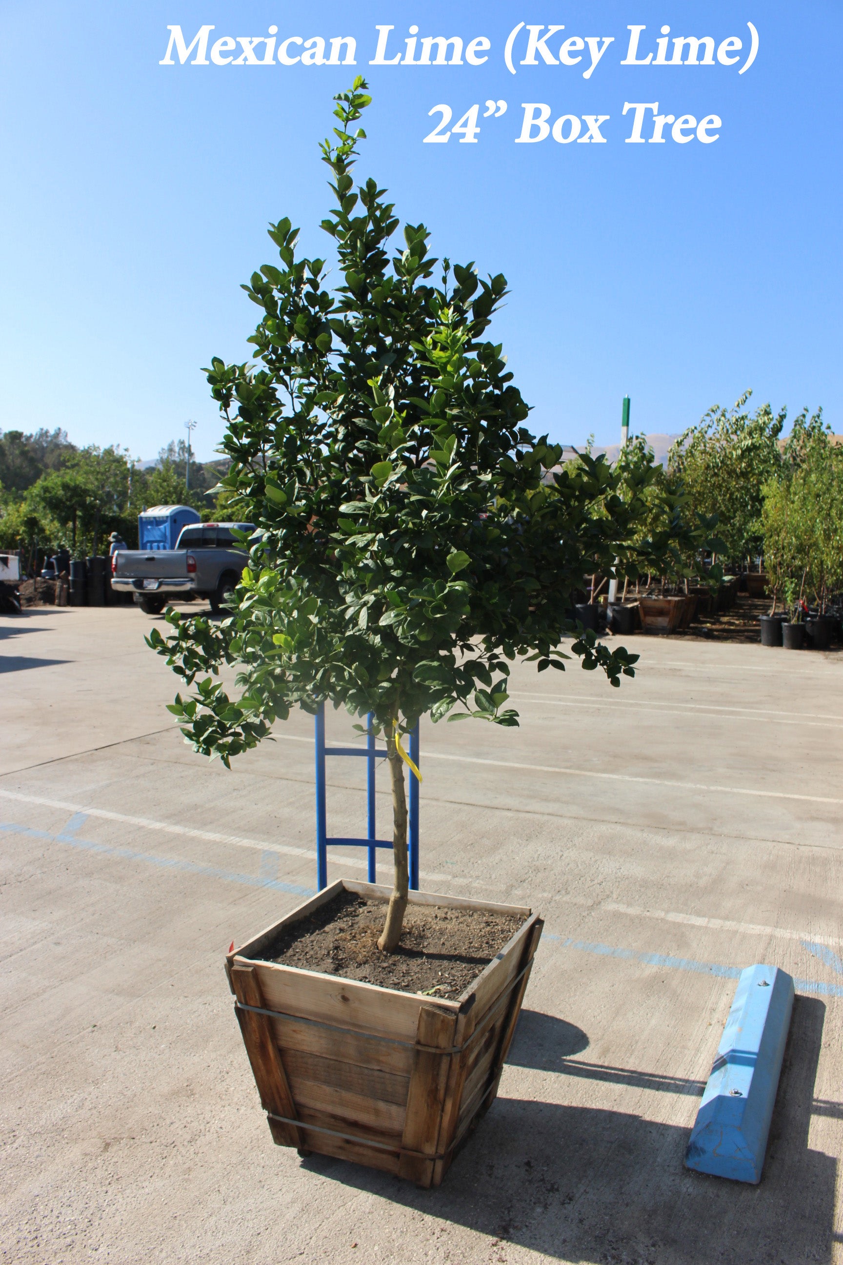 Mexican Key Lime Tree - 25 gal / 24" Box Semi-Dwarf - ~3ft tall & ~2 ...