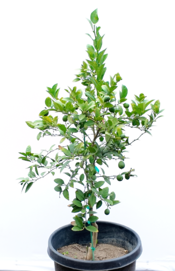 Mexican Key Lime Tree - 15 gal Standard - ~3ft tall & ~1" trunk ...
