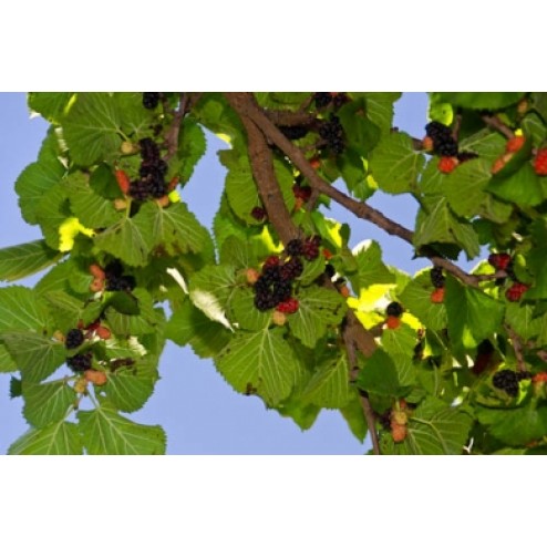 Persian Mulberry Tree (ShahToot) - شاه توت - 5 gal - ~2ft tall & ~1/4 ...