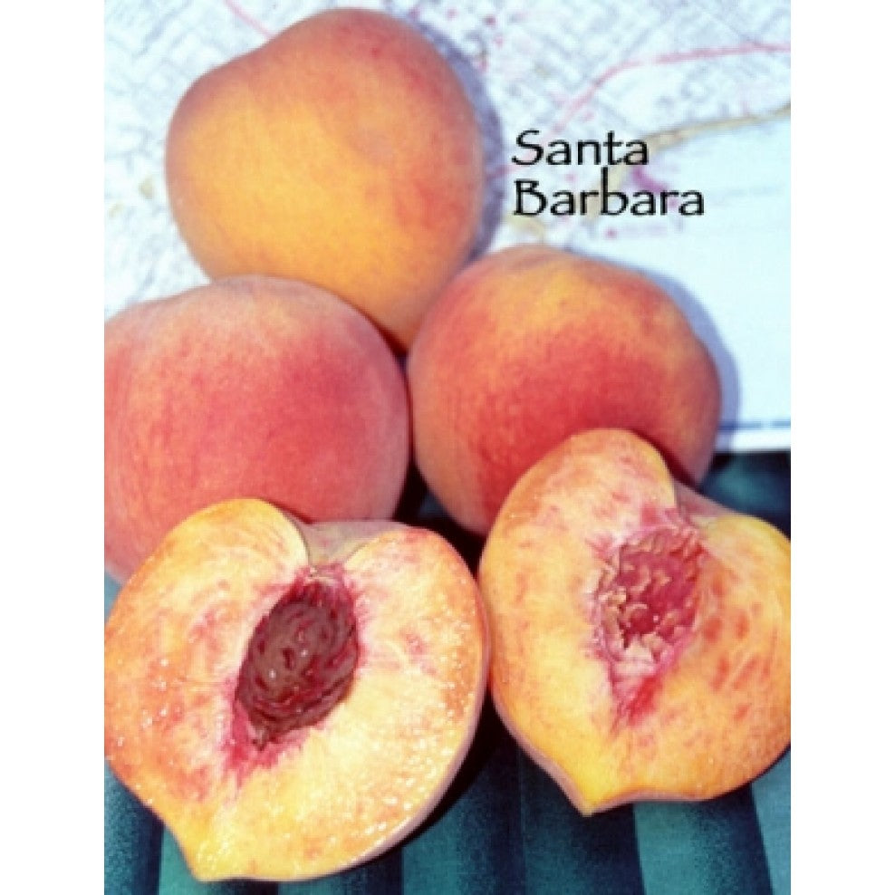 Santa Barbara Peach Tree - Paradise Nursery