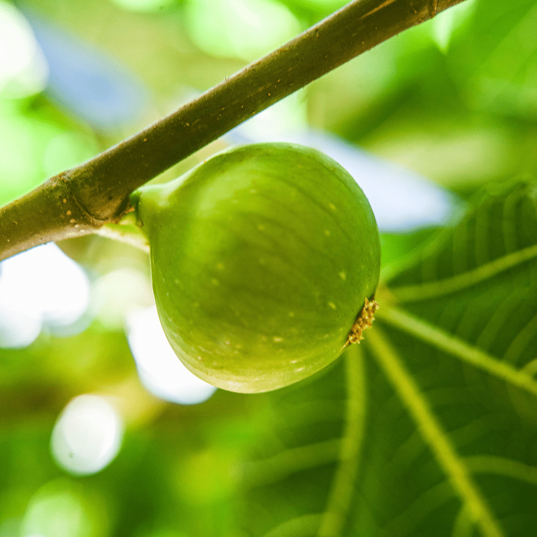 Persian Fig 'Kan' Tree - #5 - ~1Ft Tall & ~1/2" Trunk - Paradise Nursery