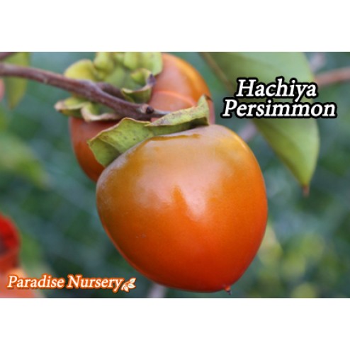 Hachiya Persimmon Tree (Diospyros) - 5 gal - ~2Ft Tall & ~1/4" Trunk ...