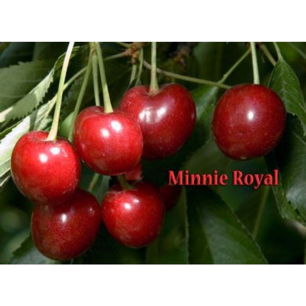 Minnie Royal Cherry Tree - Paradise Nursery