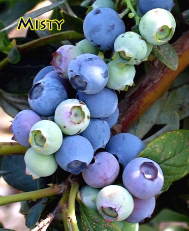 Misty Blueberry Vine - 5gal - 1 Ft Tall - Paradise Nursery