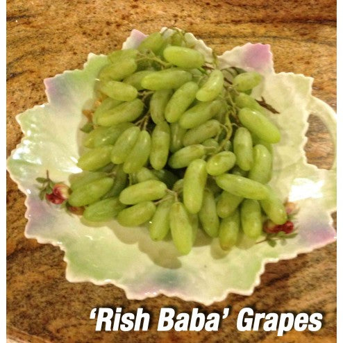 Persian Grape Rish Baba - Angoor - Paradise Nursery