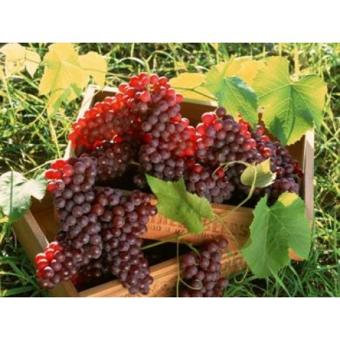 Ruby Seedless Grape Vine - 5 gal - ~2ft tall - Paradise Nursery