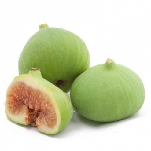 Italian Genoa Fig Tree - 7 gal - ~3ft tall & ~1/2" trunk - Paradise Nursery
